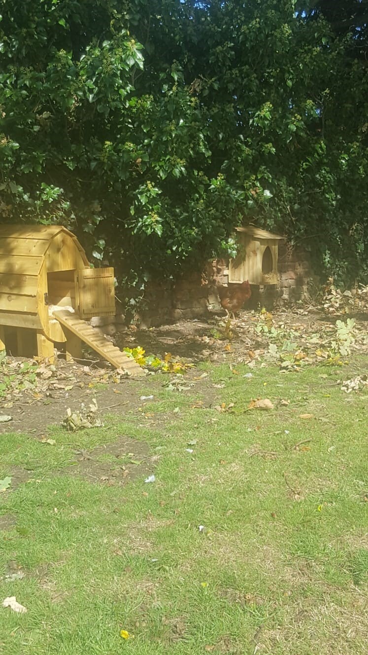 Nesting Pods. Small Coop/hut for Hens/chickens to Lay Eggs or | Etsy UK