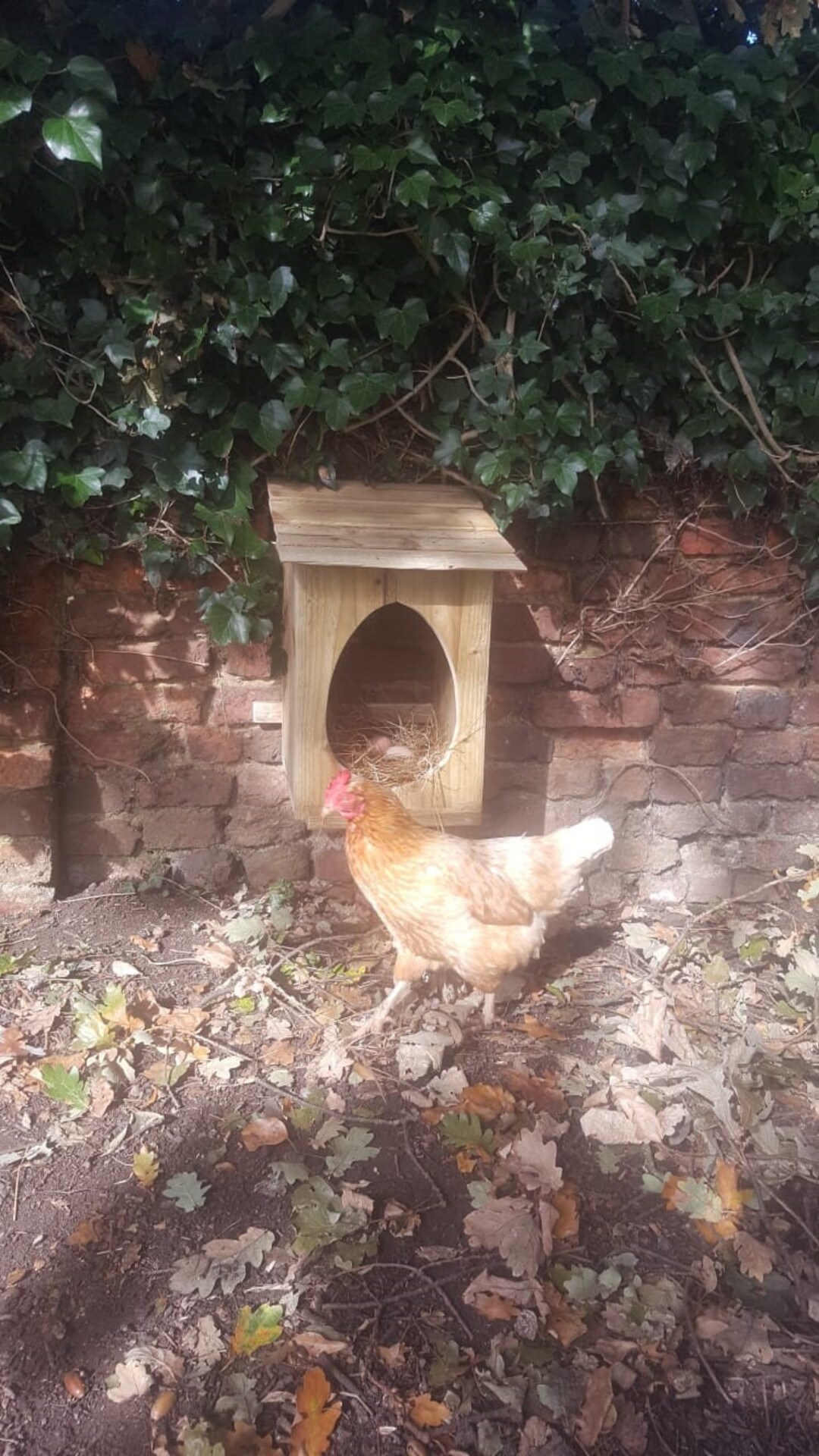 Wall Mounted Chicken Nesting Box. Ideal for Free Range Chickens to ...