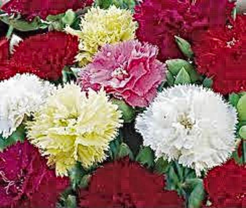 Carnation Seeds 40+ | Variety of Colors | FREE SHIPPING | USA - Etsy