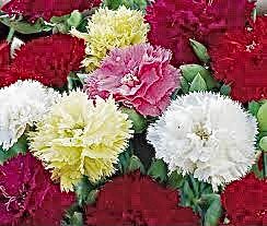 Carnation Seeds 40+ | Variety of Colors | FREE SHIPPING | USA - Etsy
