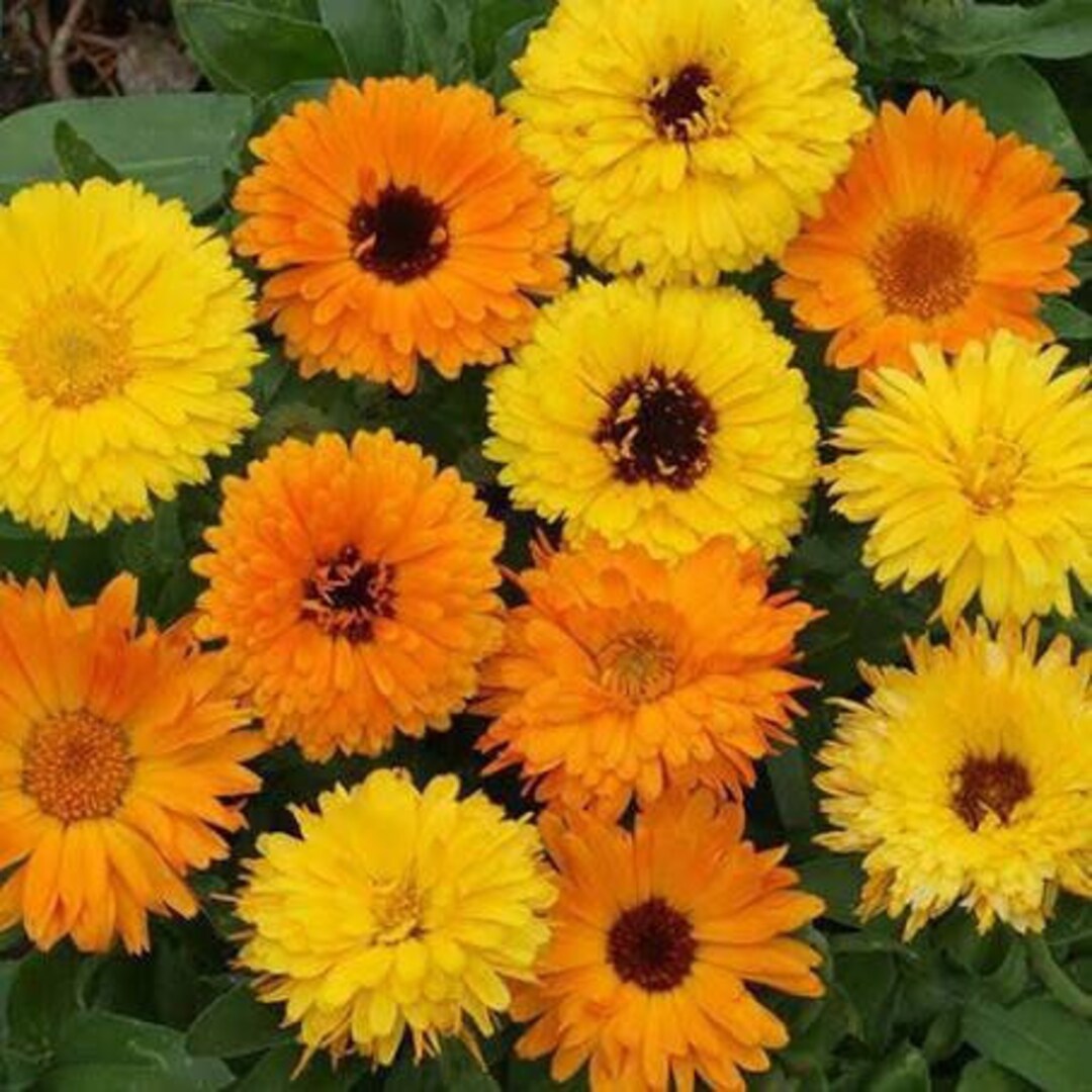 Calendula Seeds 70+ | Variety of Colors | FREE SHIPPING - Etsy