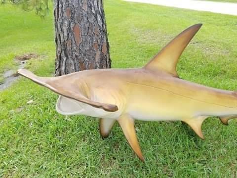 Golden Hammerhead Shark