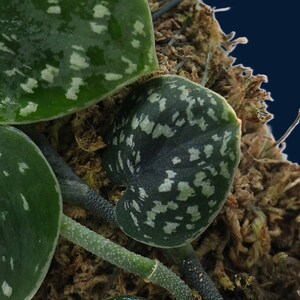Scindapsus Haask “snake Scale” - Etsy