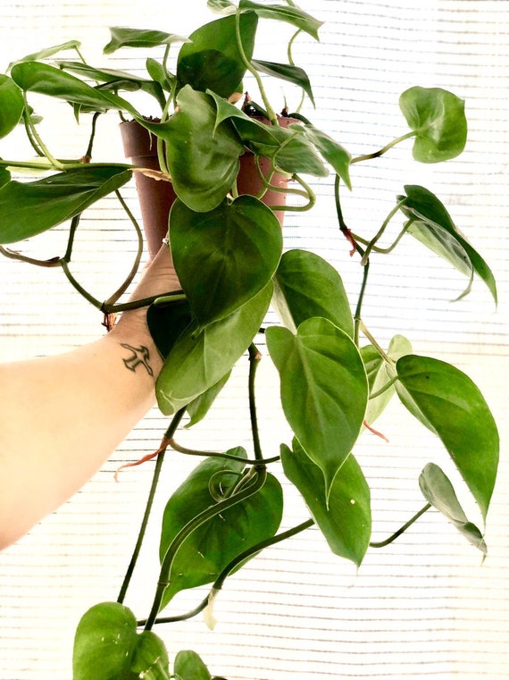Philodendron Hederaceum