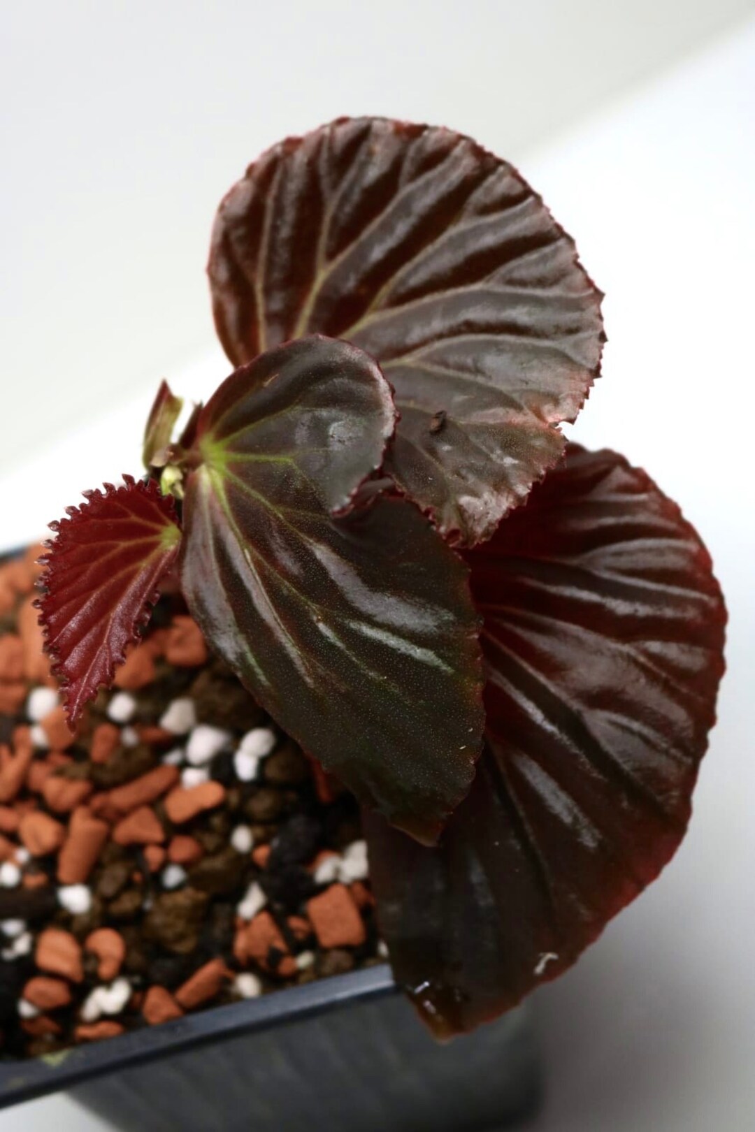 Begonia Sp. Sulawesi “metallic Black” - Etsy Ireland