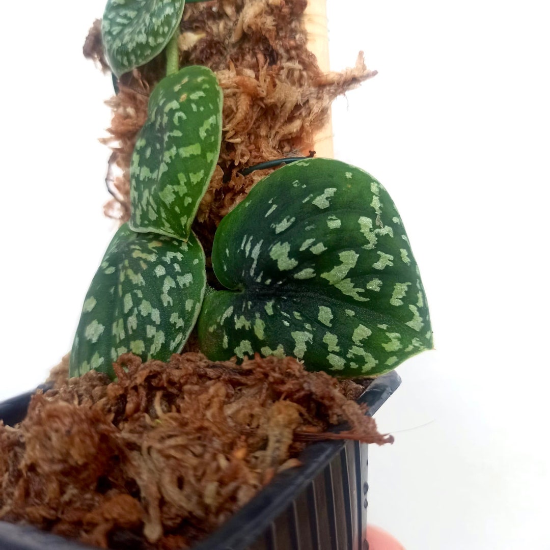 Scindapsus Haask snake Scale - Etsy