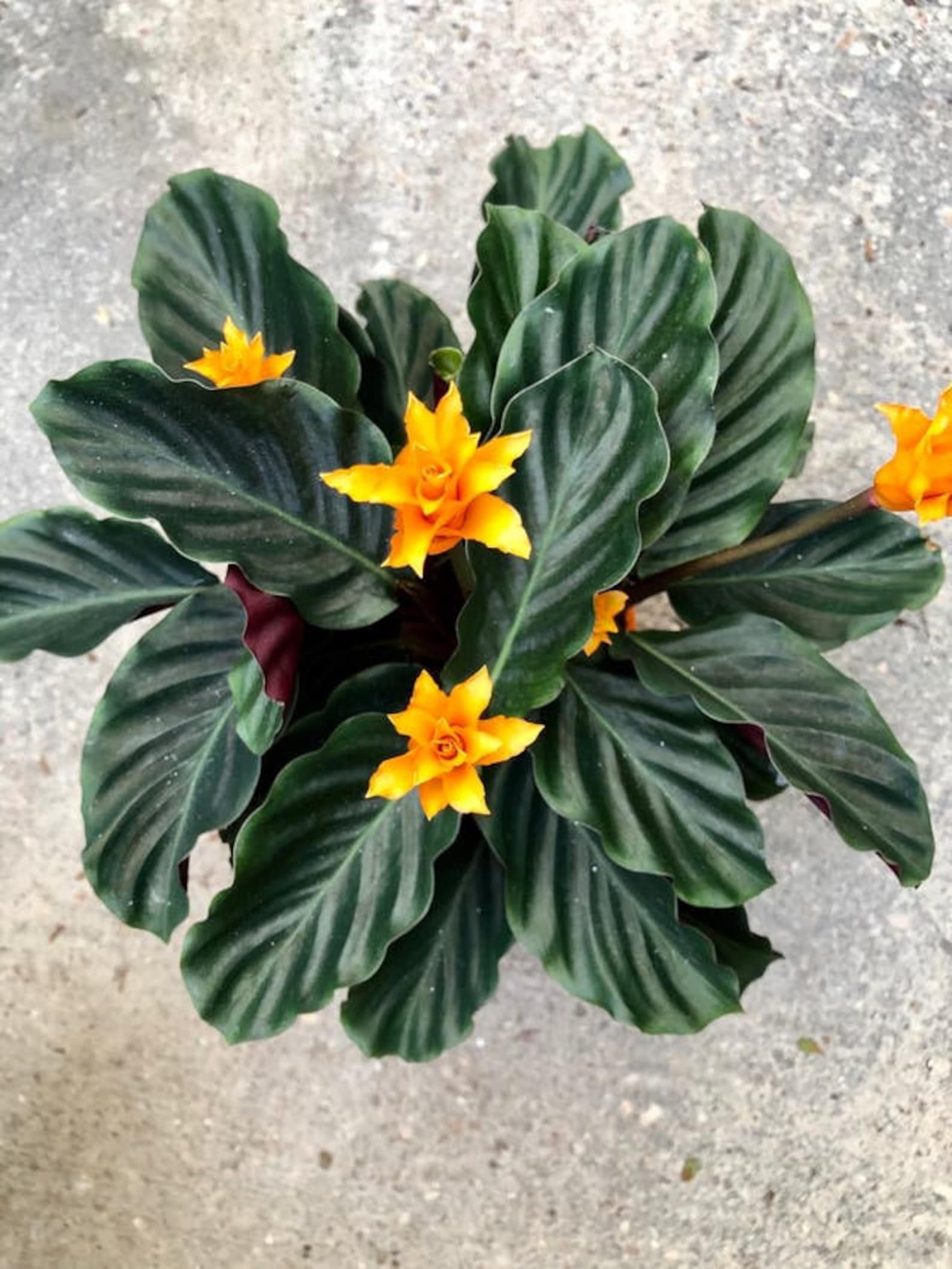 Calathea Crocata - Etsy Polska