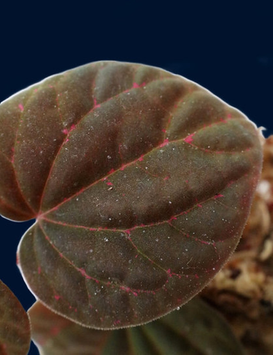 Piper Sp. Porphyrophyllum - Etsy