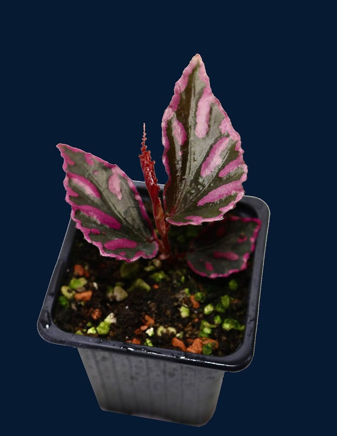 Begonia Sp. Julau - Etsy