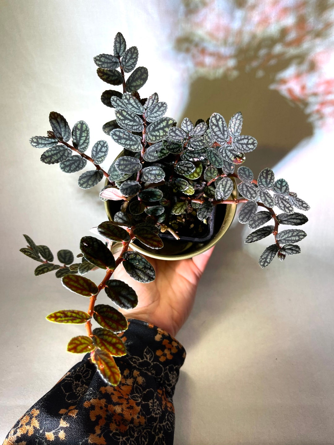 Pellionia Pulchra - Etsy