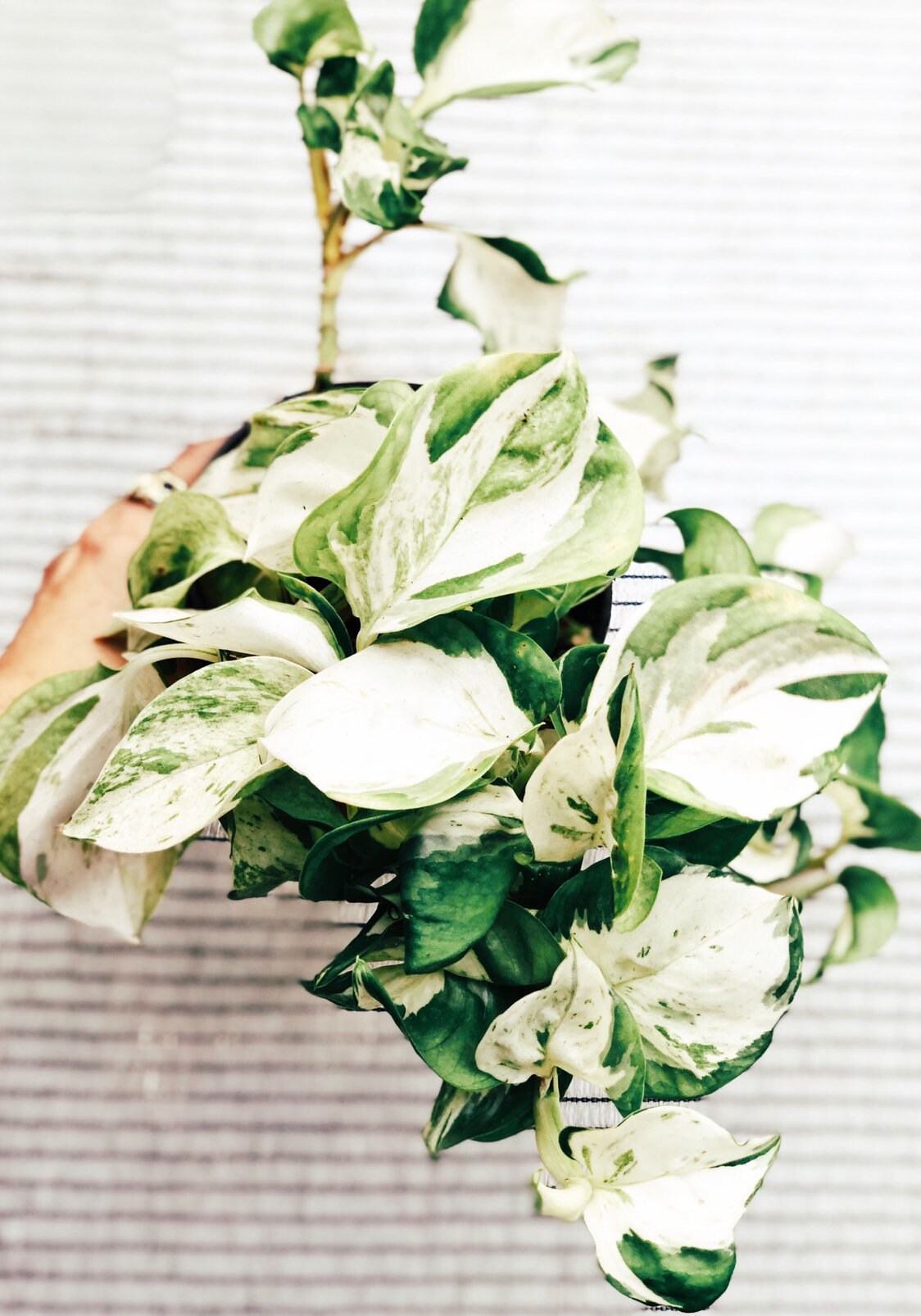 Epipremnum 'Happy Leaf' Craft Supplies & Tools Plants Floral & Garden ...