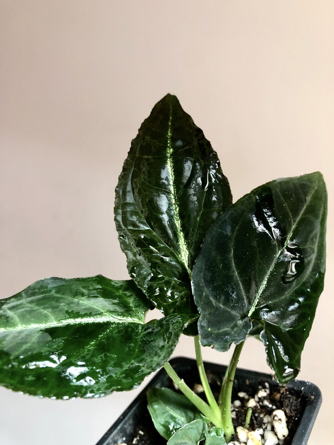 Syngonium Rayii - Etsy