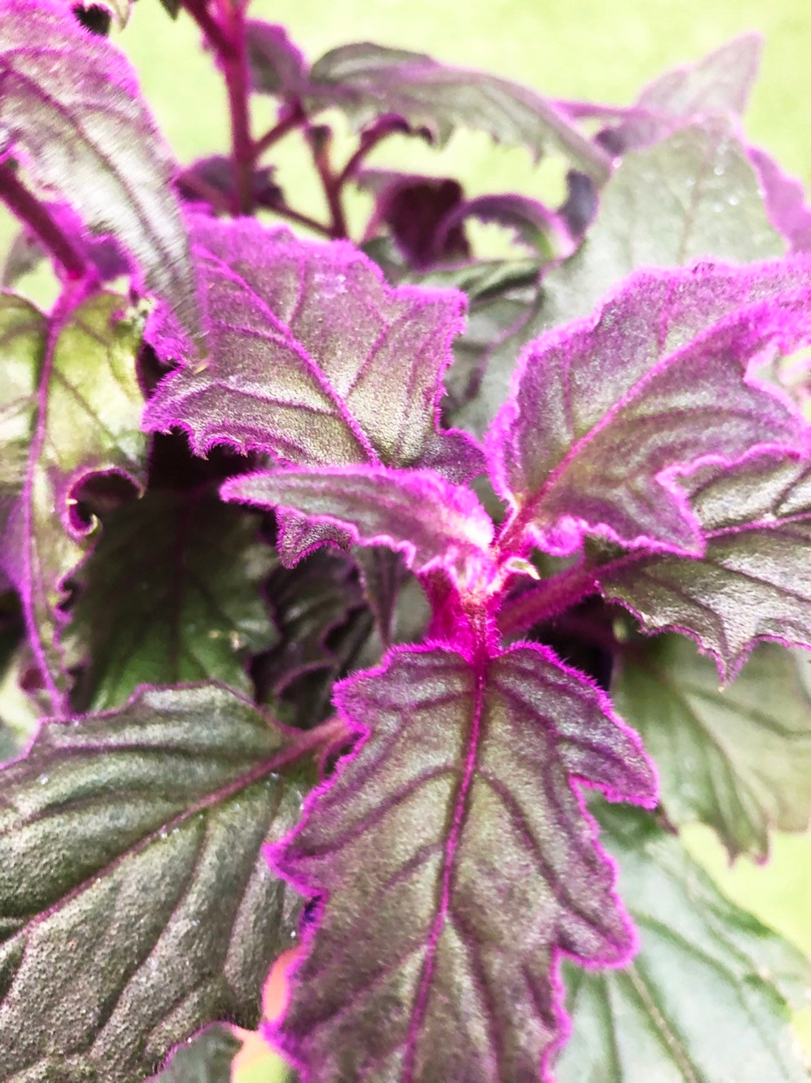 Gynura Aurantiaca - Etsy