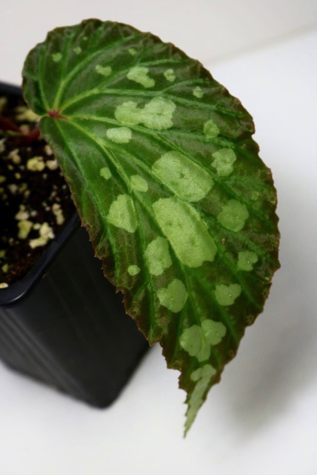 Begonia mantuk (XL, adult & flowering) - Etsy Italia