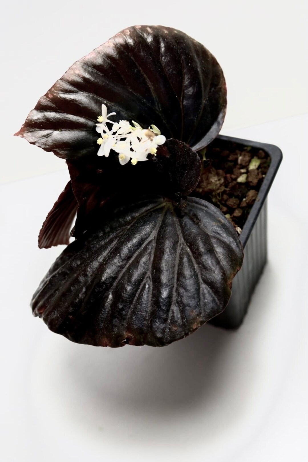 Begonia Sp. Sulawesi “metallic Black” (adult Plant) - Etsy