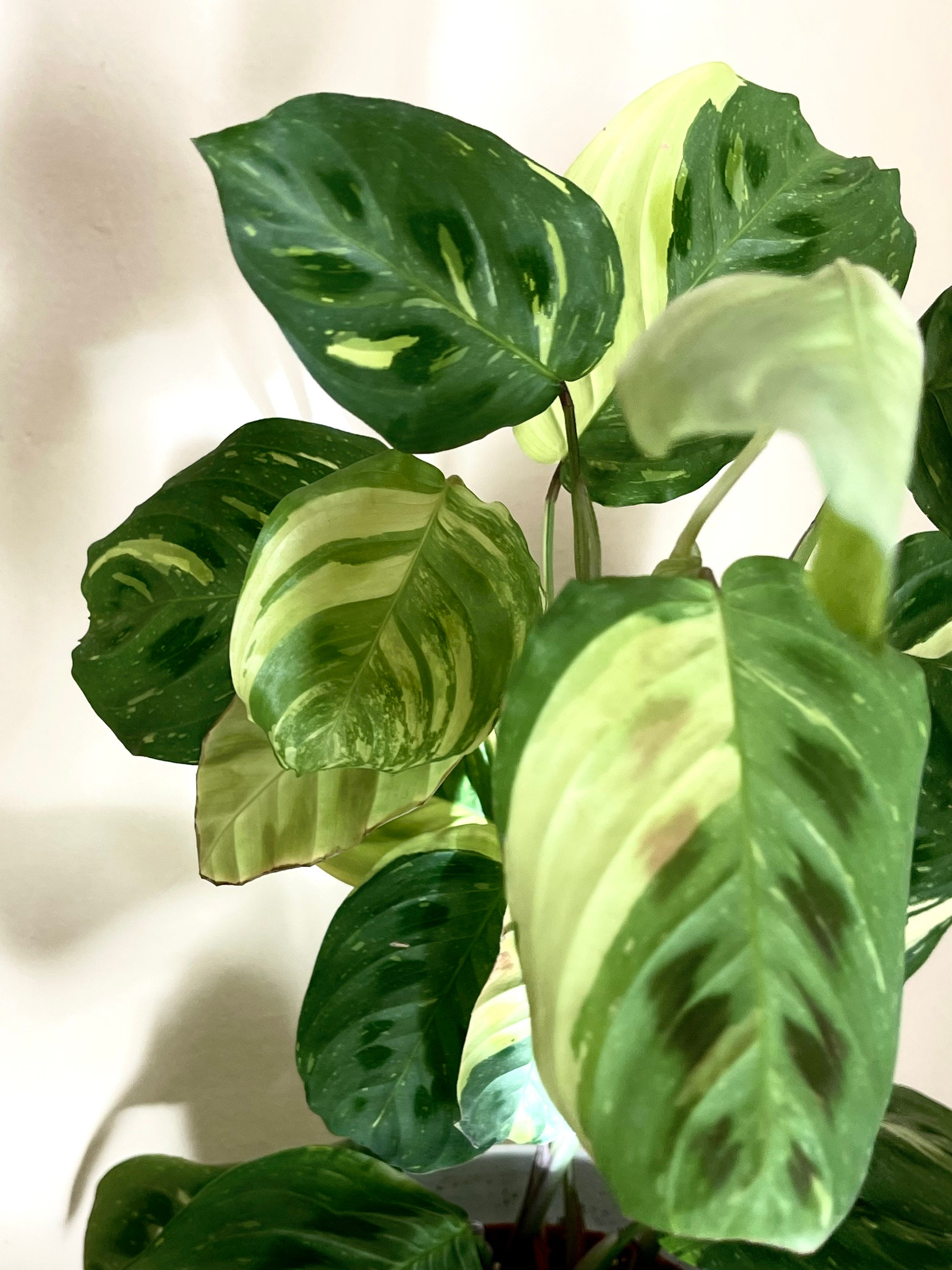 Maranta Leuconeura Kerchoveana Variegata - Etsy Australia