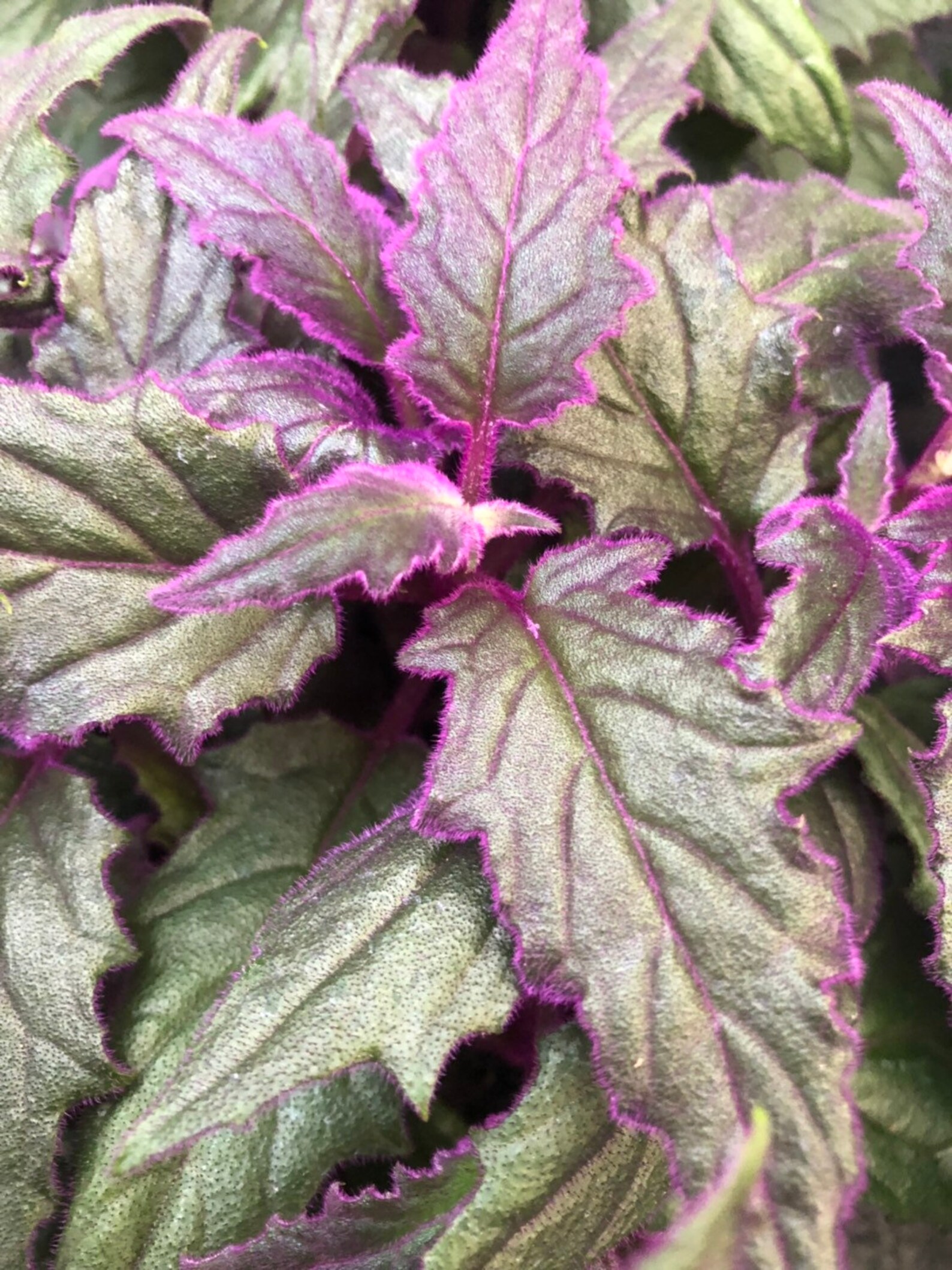 Gynura Aurantiaca - Etsy