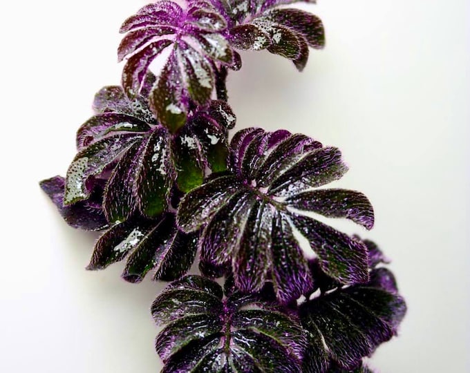 Solanum Uleanum - Etsy