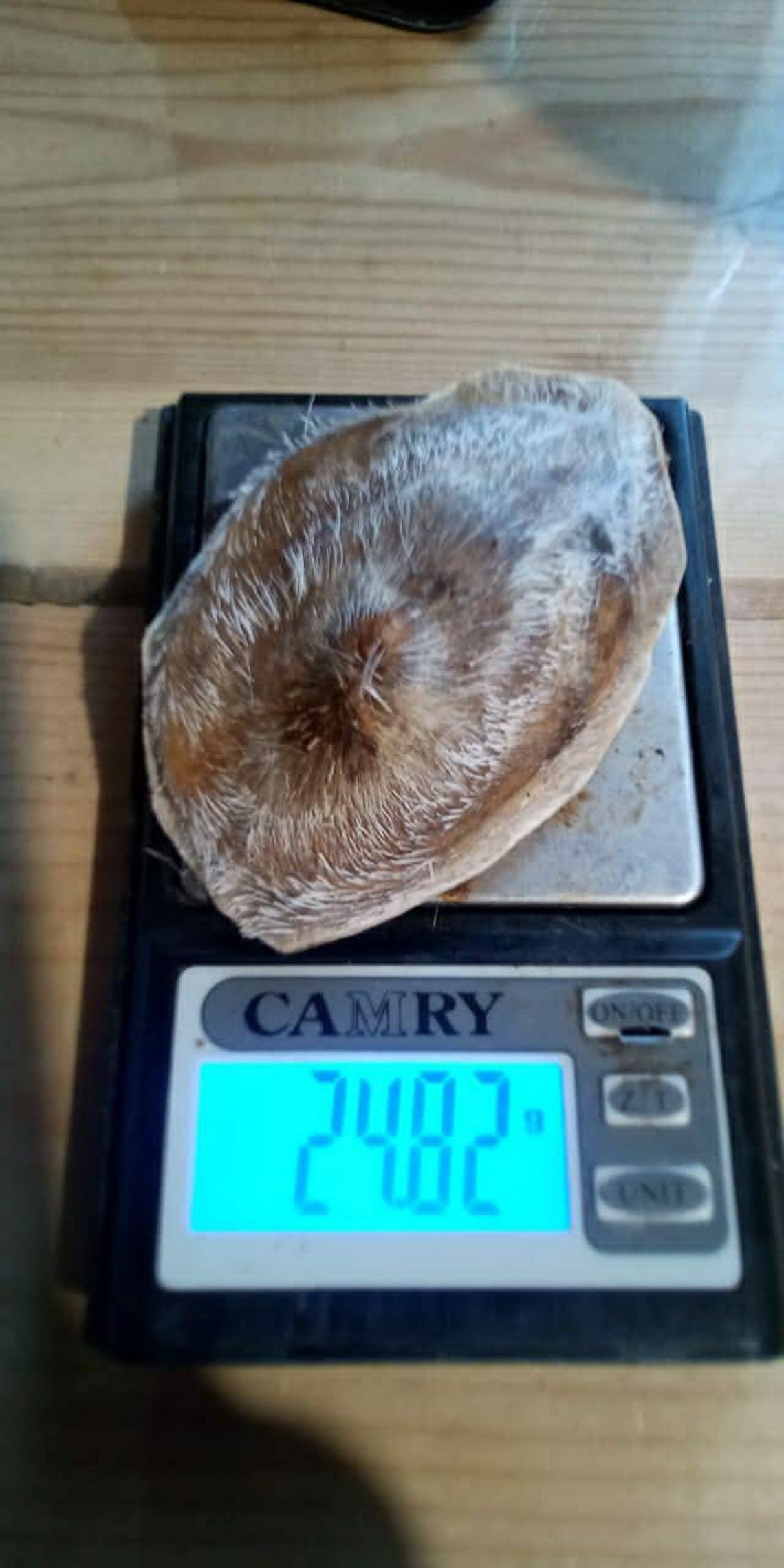 Central Asian Musk Deer Pod / Kasturi / Misk / - Etsy