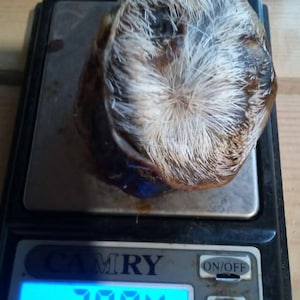 Central Asian Musk Deer Pod / Kasturi / Misk / - Etsy