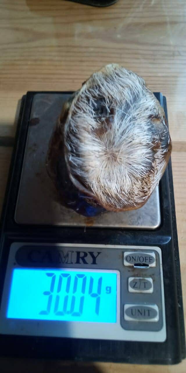 Central Asian Musk Deer Pod / Kasturi / Misk / - Etsy