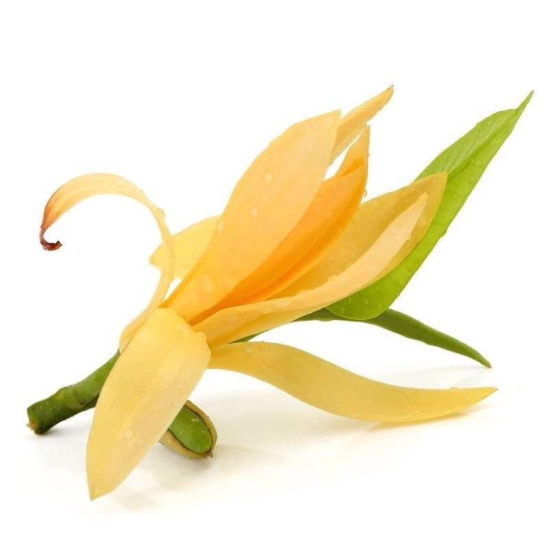 Magnolia Champaca Plant - Etsy