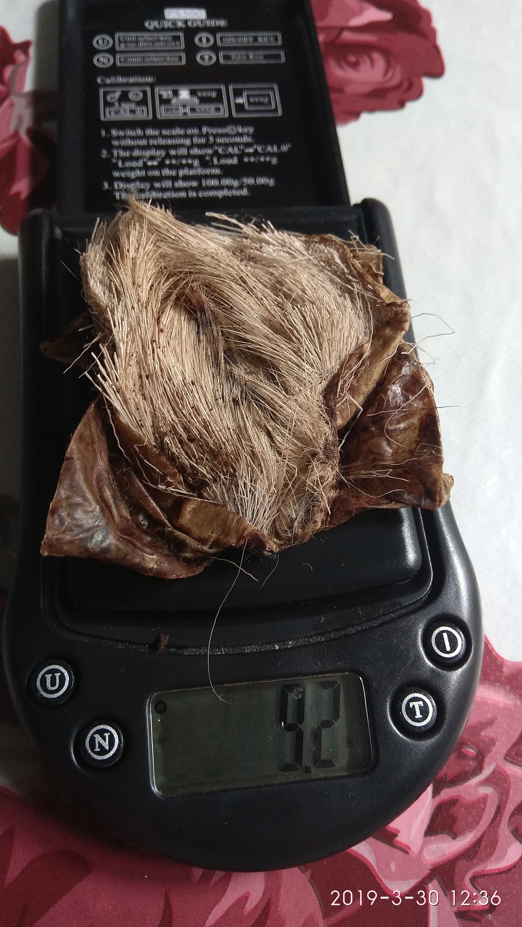 Anhua Empty Deer Musk Pod /kasturi.special Price.empty Pod 10gr - Etsy