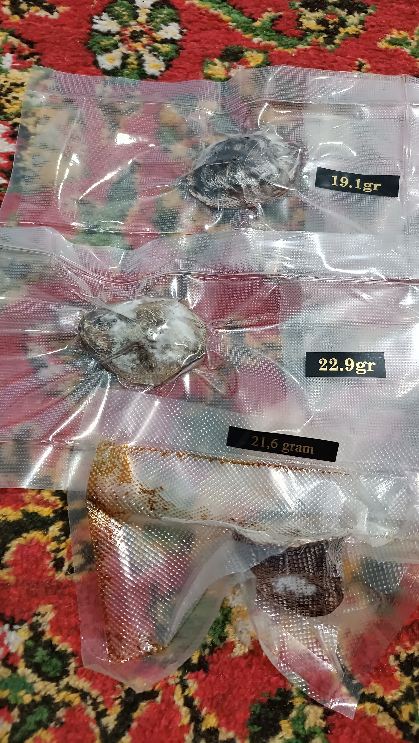 Central Asian Musk Deer Pod / Kasturi / Misk / - Etsy