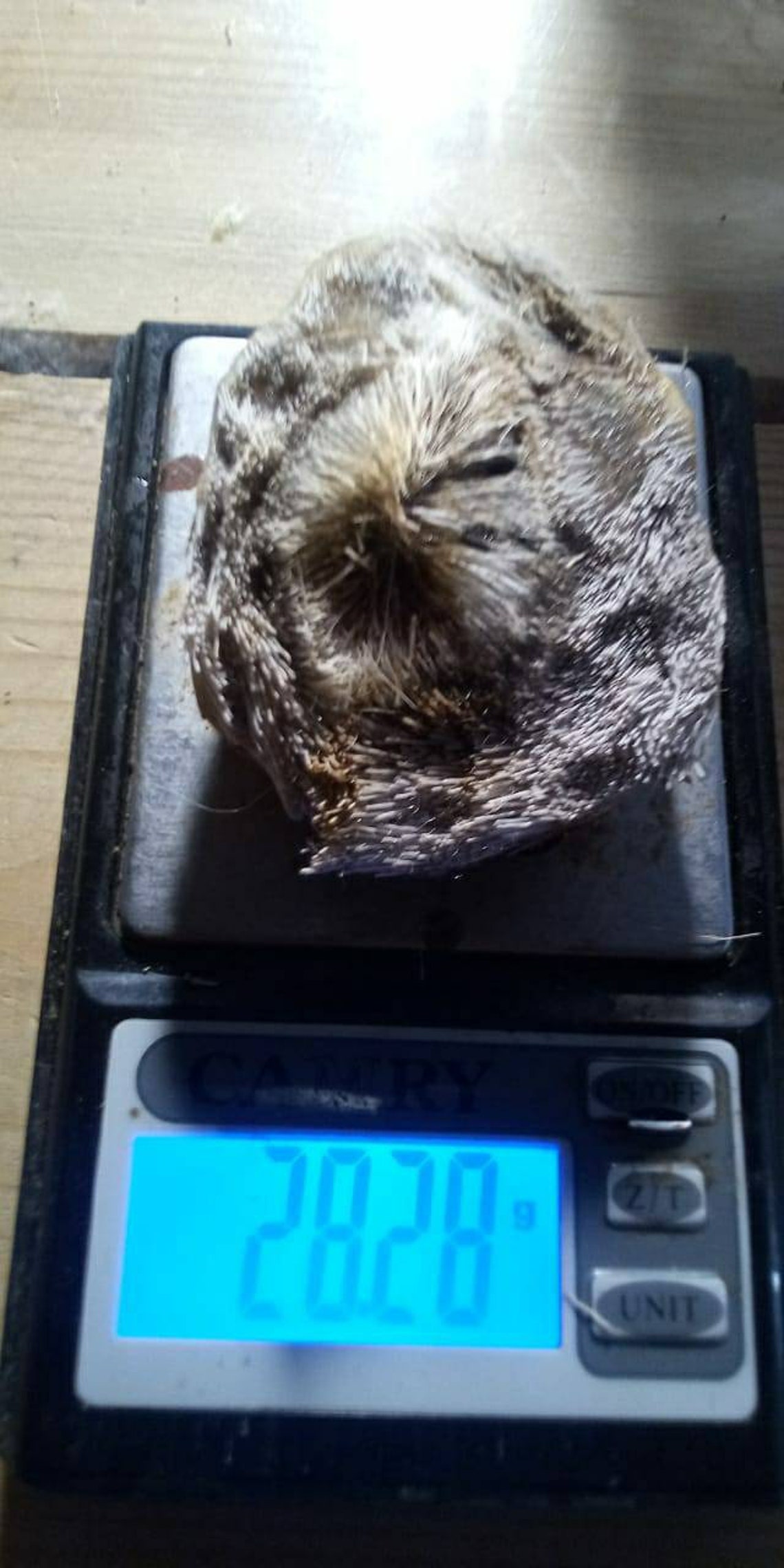 Central Asian Musk Deer Pod / Kasturi / Misk / - Etsy