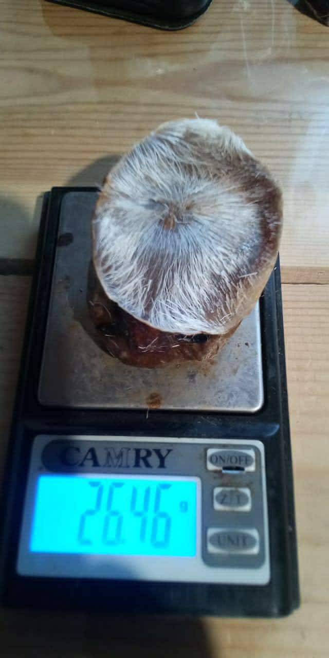 Central Asian Musk Deer Pod / Kasturi / Misk / - Etsy