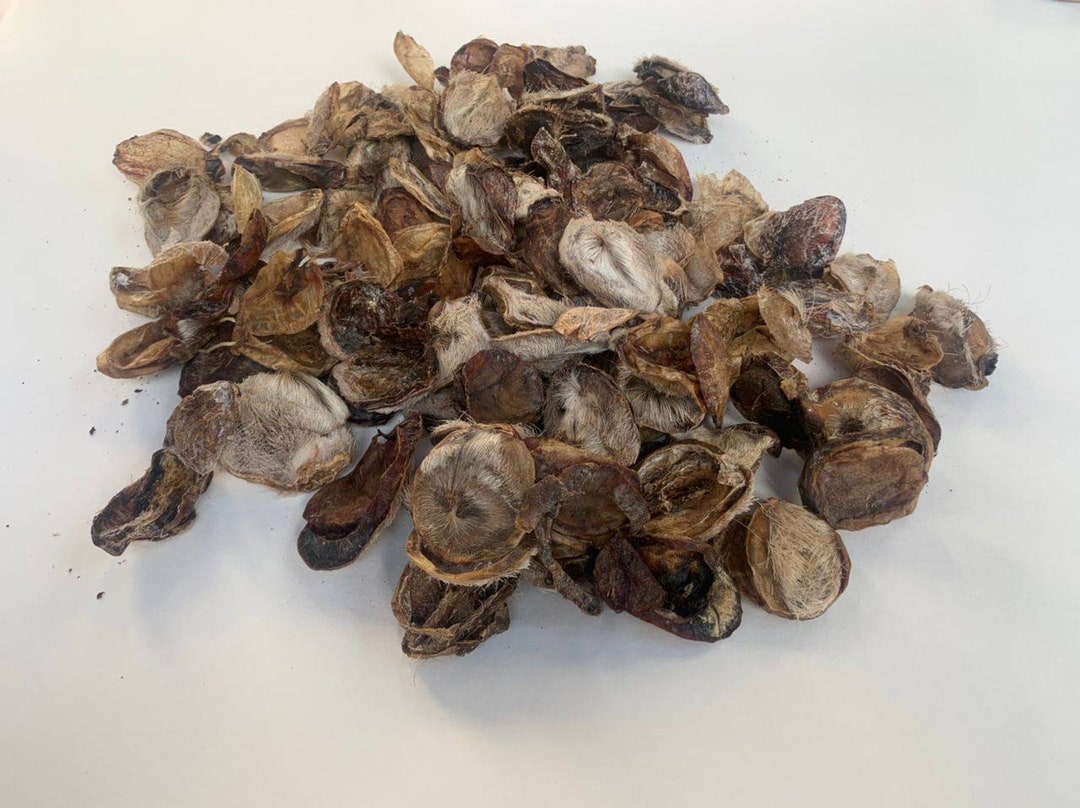 Anhua Empty Deer Musk Pod /kasturi.special Price.empty Pod 10gr - Etsy