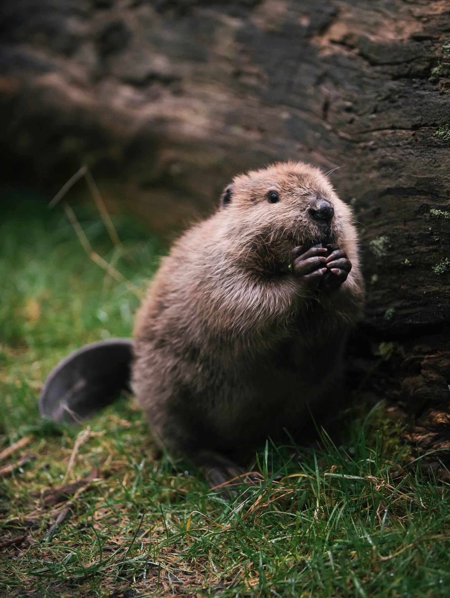 Beaver Castoreum Paste/pod - Etsy