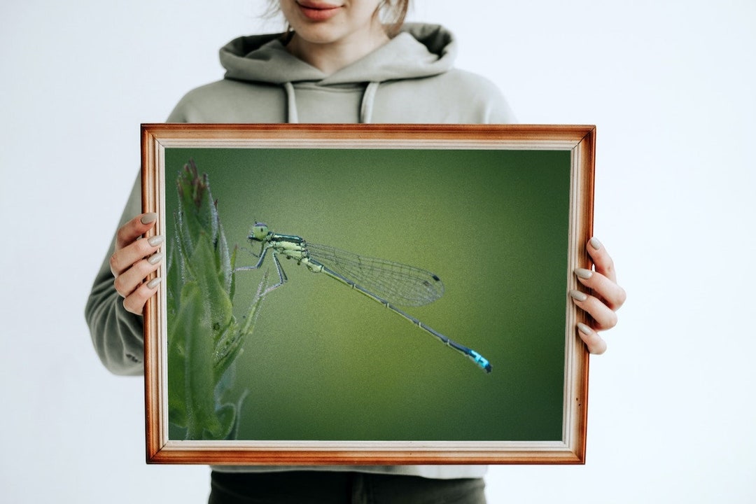 Dragonfly Dance - Premium Poster, Home Decor, Wall Art, Nature ...