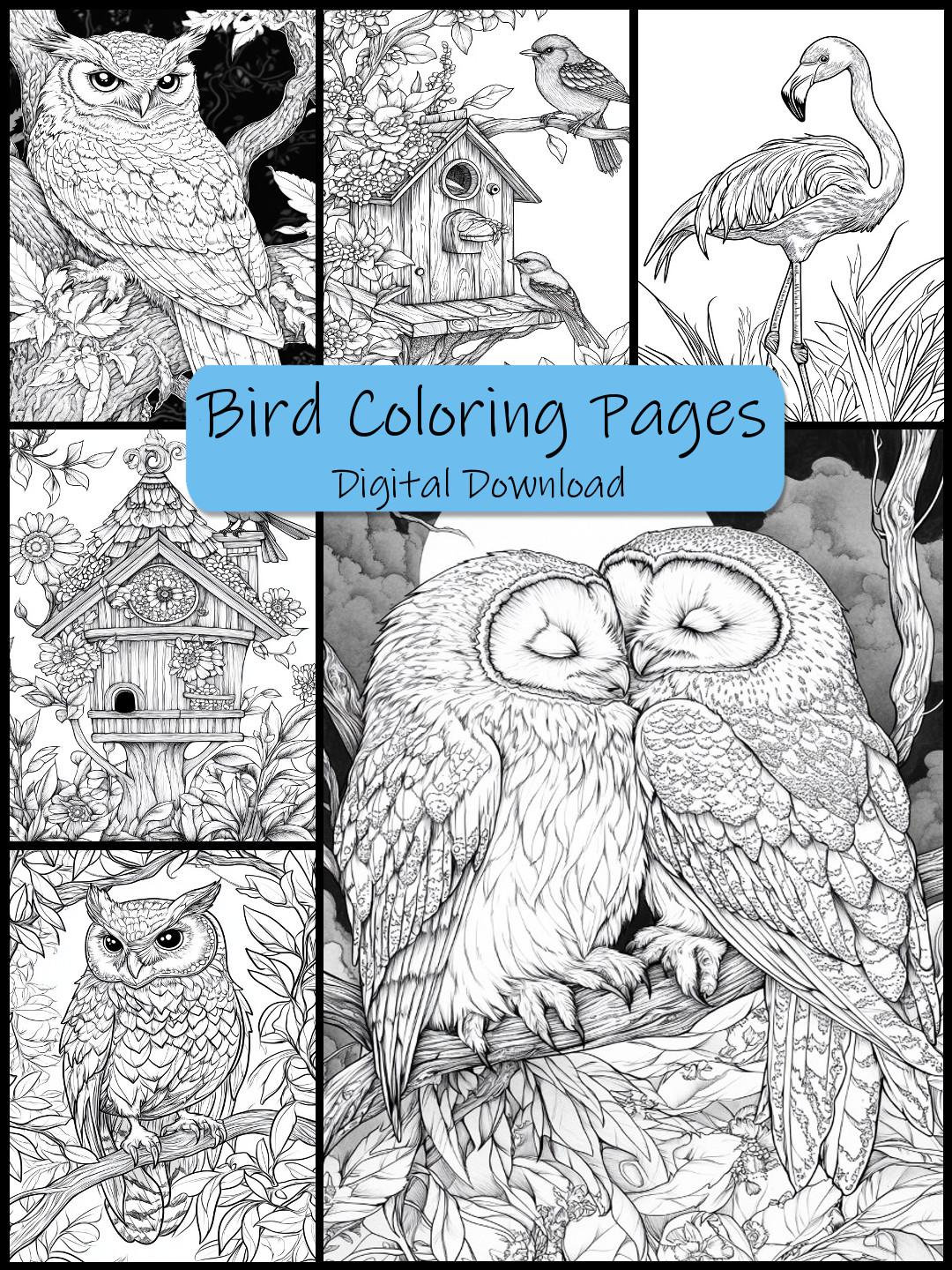 40 Bird Digital Coloring Pages Printable Pages, Instant Download, Owl ...