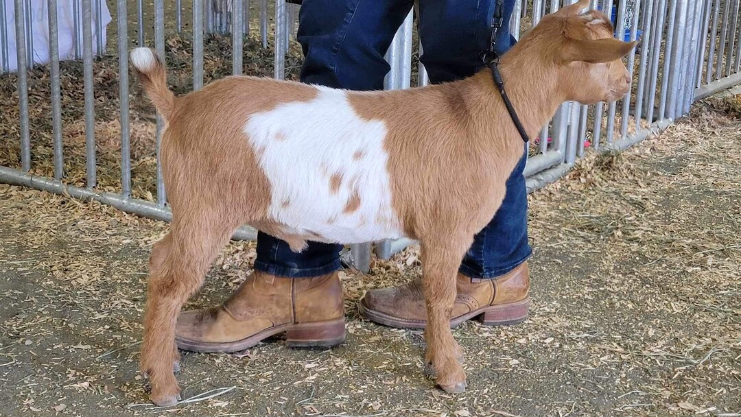 Show Goat Collar & Handle Leash Set - Etsy