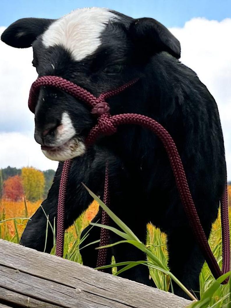 Mini Livestock Halter, Adjustable Rope Halter for Sheep, Goats, of All ...