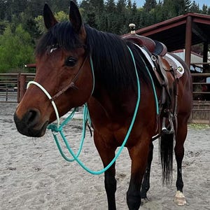 Handmade Loping Hackamore: Lariat Noseband, Colt Starting - Etsy