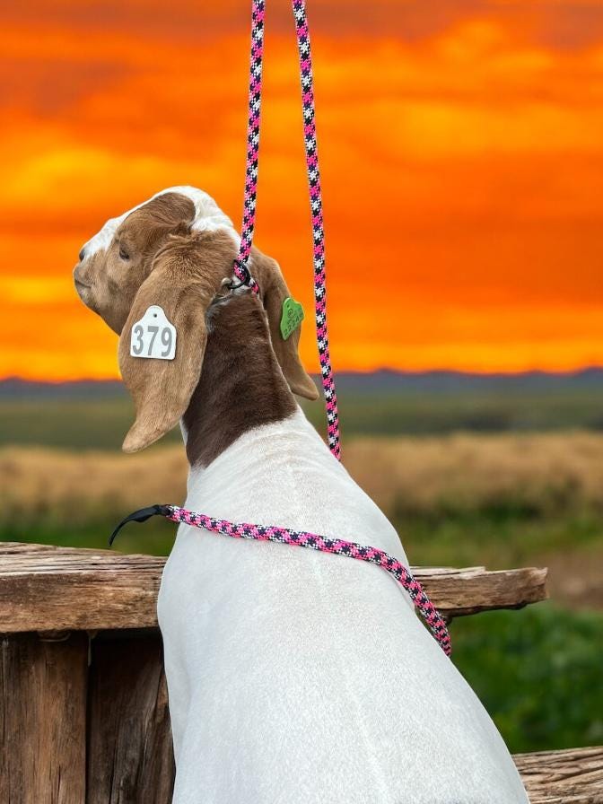 Neck Rope, Adjustable Collar/lead All in One. for Small Livestock, Dogs ...