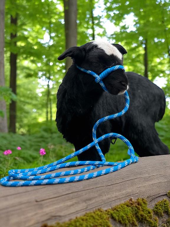 Mini Livestock Halter, Adjustable Rope Halter for Sheep, Goats, of All ...