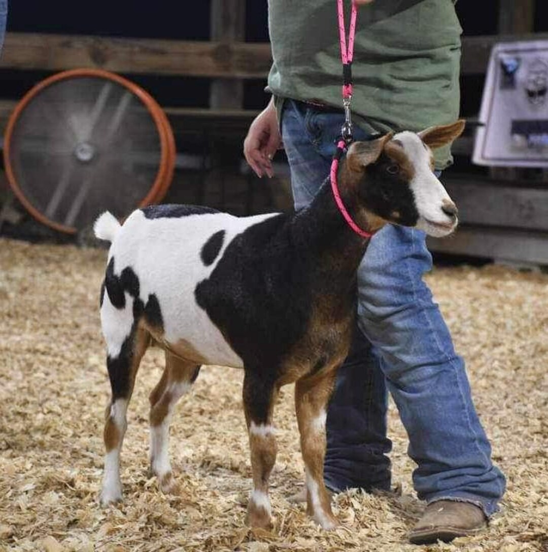 Show Goat Collar & Handle Leash Set - Etsy