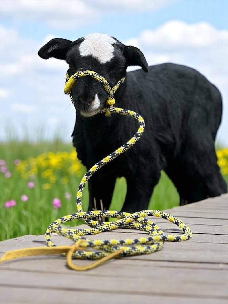 Mini Livestock Halter, Adjustable Rope Halter for Sheep, Goats, of All ...