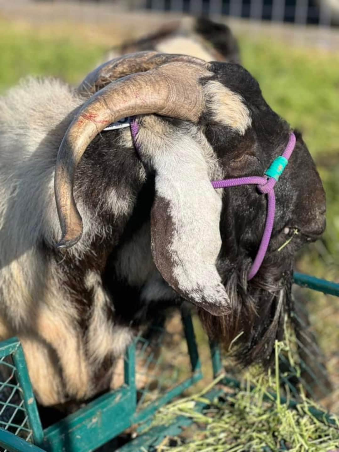 Sheep, Goat, Cow, Livestock Halter. Fully Adjustable. - Etsy