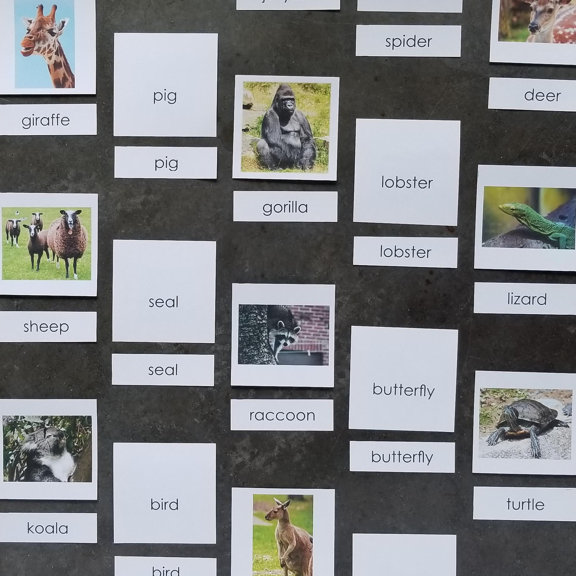 Montessori Matching Cards With Real Images for Reading and Vocabulary ...