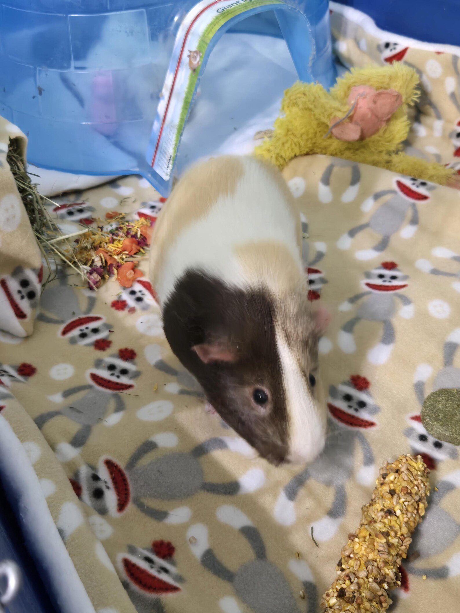 Guinea Pig Fleece Cage Liners - Etsy