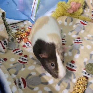 Guinea Pig Fleece Cage Liners - Etsy