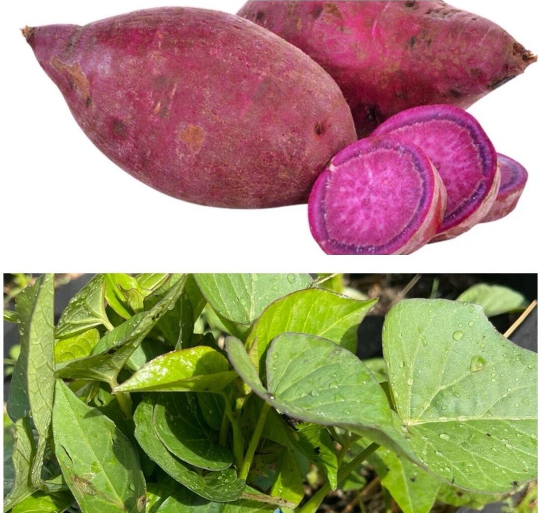 20 Slips Japanese Purple Sweet Potato Slips/ Cuttings / Molokai - Etsy