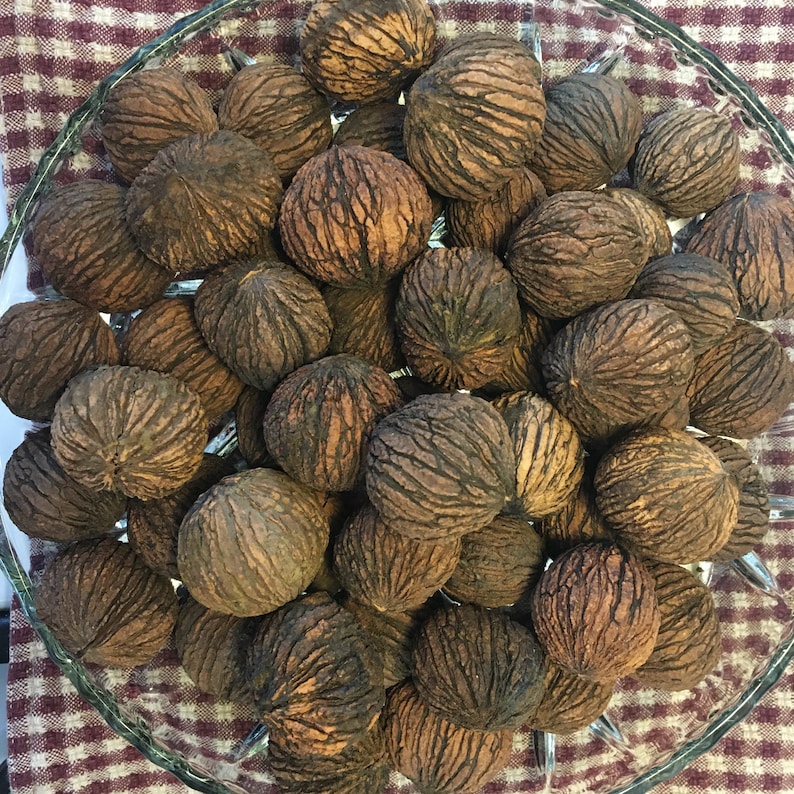 Black Walnuts in Shell 50 Walnuts 1.5 Lbs Perfect for Crafting Free ...