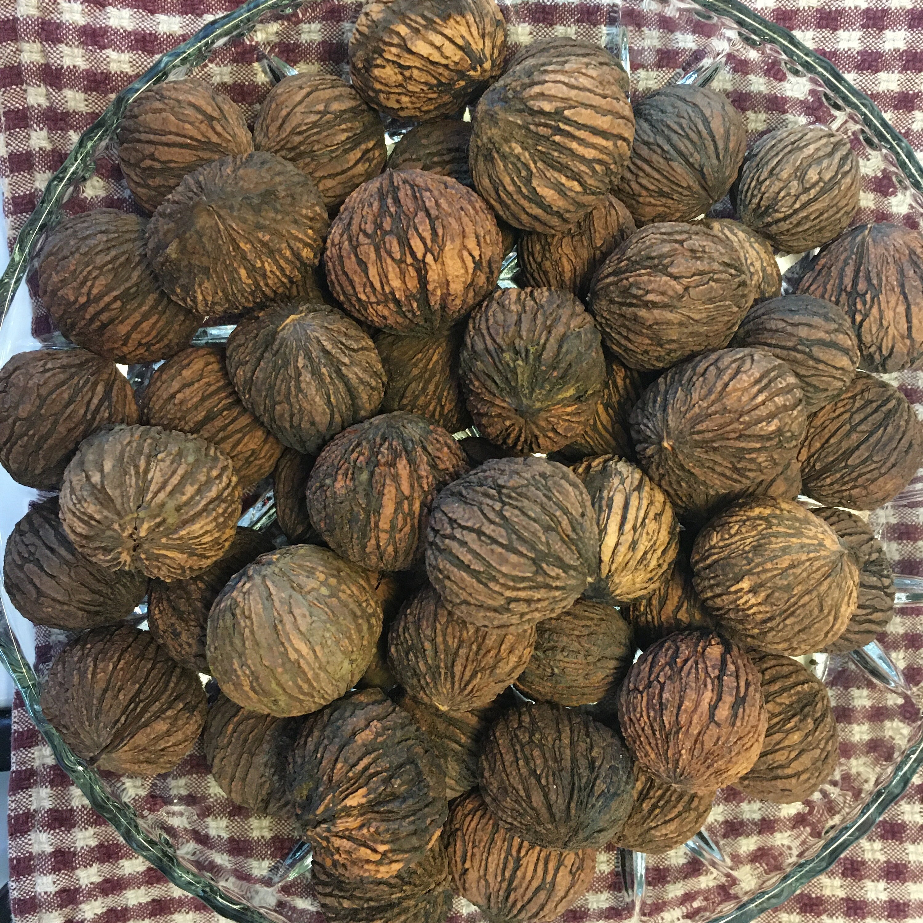 Black Walnuts in Shell 50 Walnuts 1.5 Lbs Perfect for Crafting Free ...