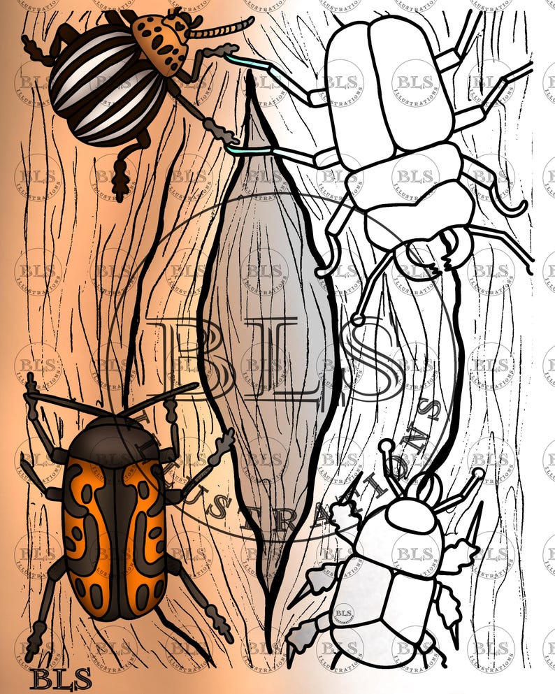 Coloring Page-beetles Printable Coloring for Kids-coloring Sheet for ...