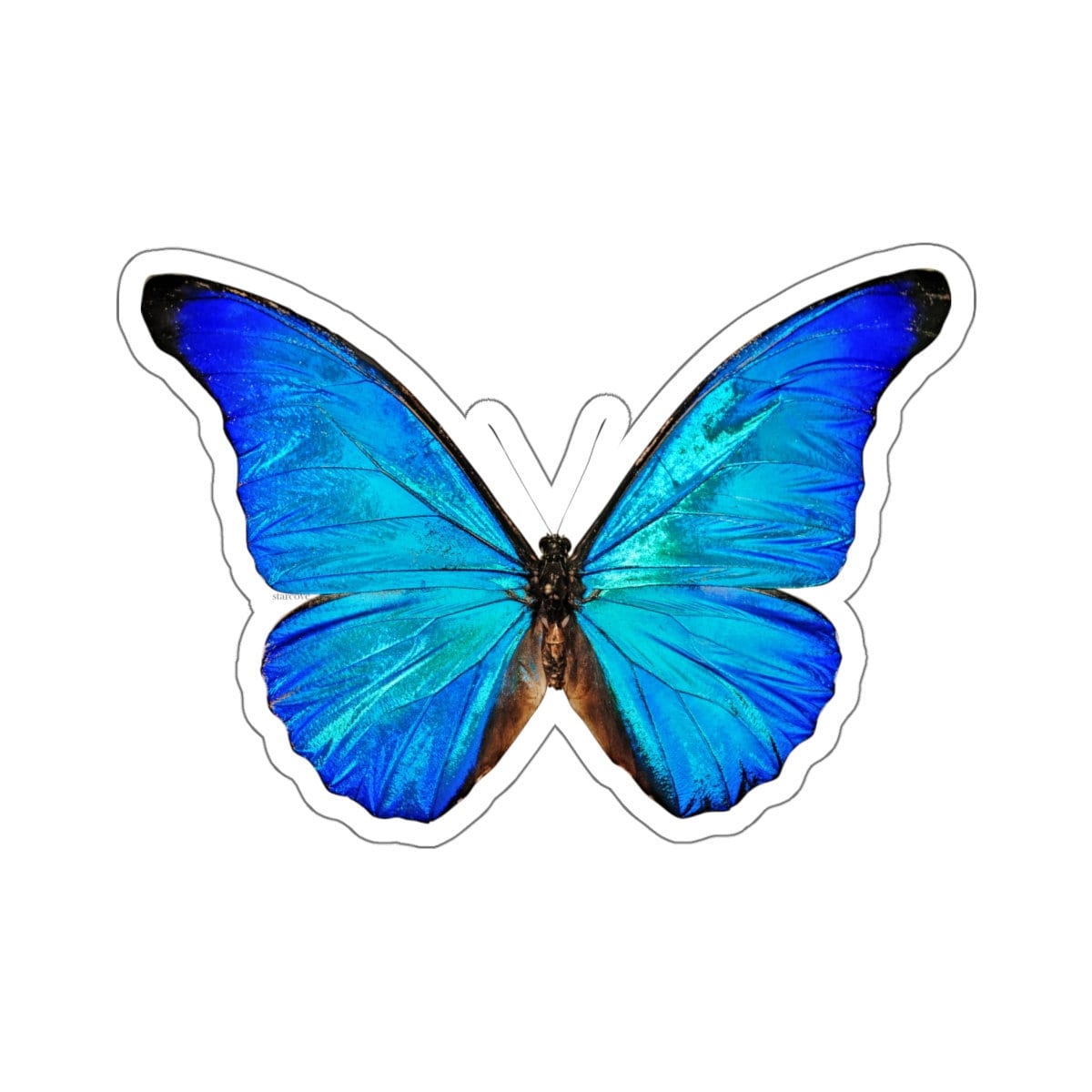 Butterfly Blue Border Labels